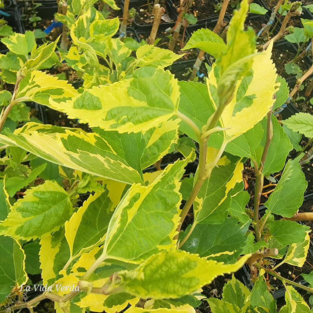 Morus alba "Paper Dolls" – La Vida Verda