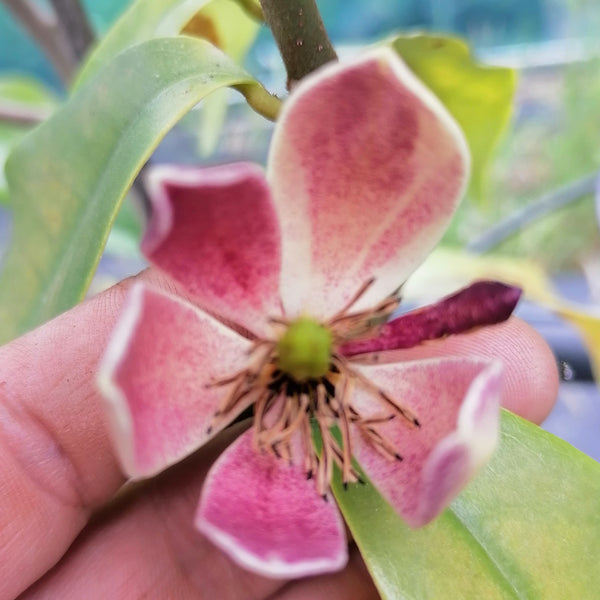 Magnolia "Frosty Pale Purple" – La Vida Verda