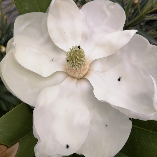 Magnolia Grandiflora "Russet" – La Vida Verda